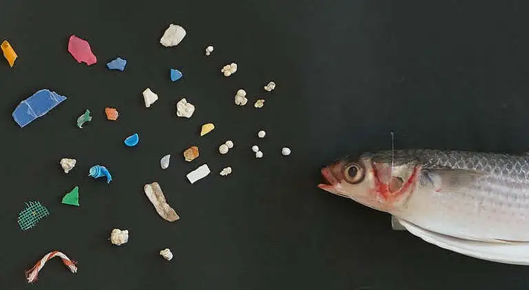 Les Microplastiques dans les Poissons : Une Étude Révélatrice ...